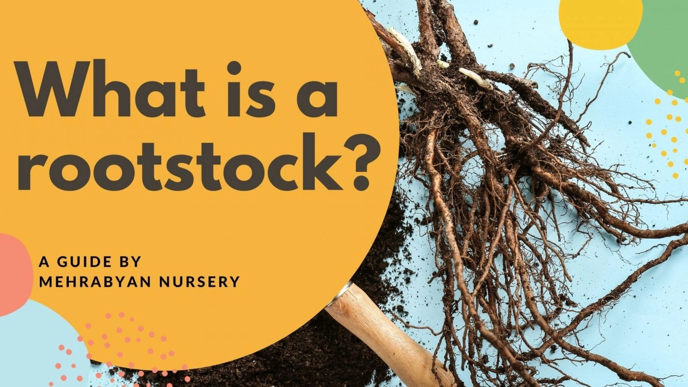 Rootstocks - Mehrabyan Nursery