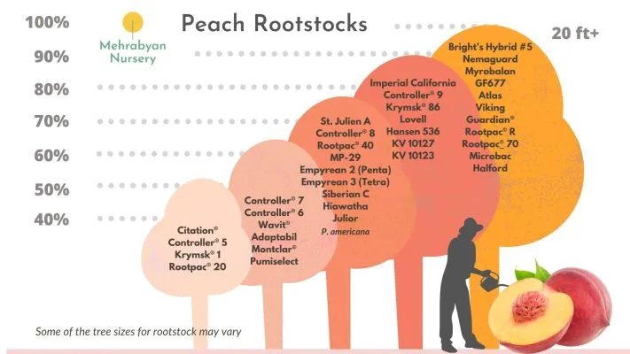 Loring Peach Tree For Sale - Mehrabyan Nursery
